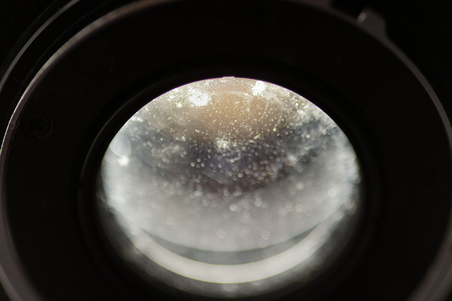 Fungus Among Us: Does It Matter? - The Noisy Shutter