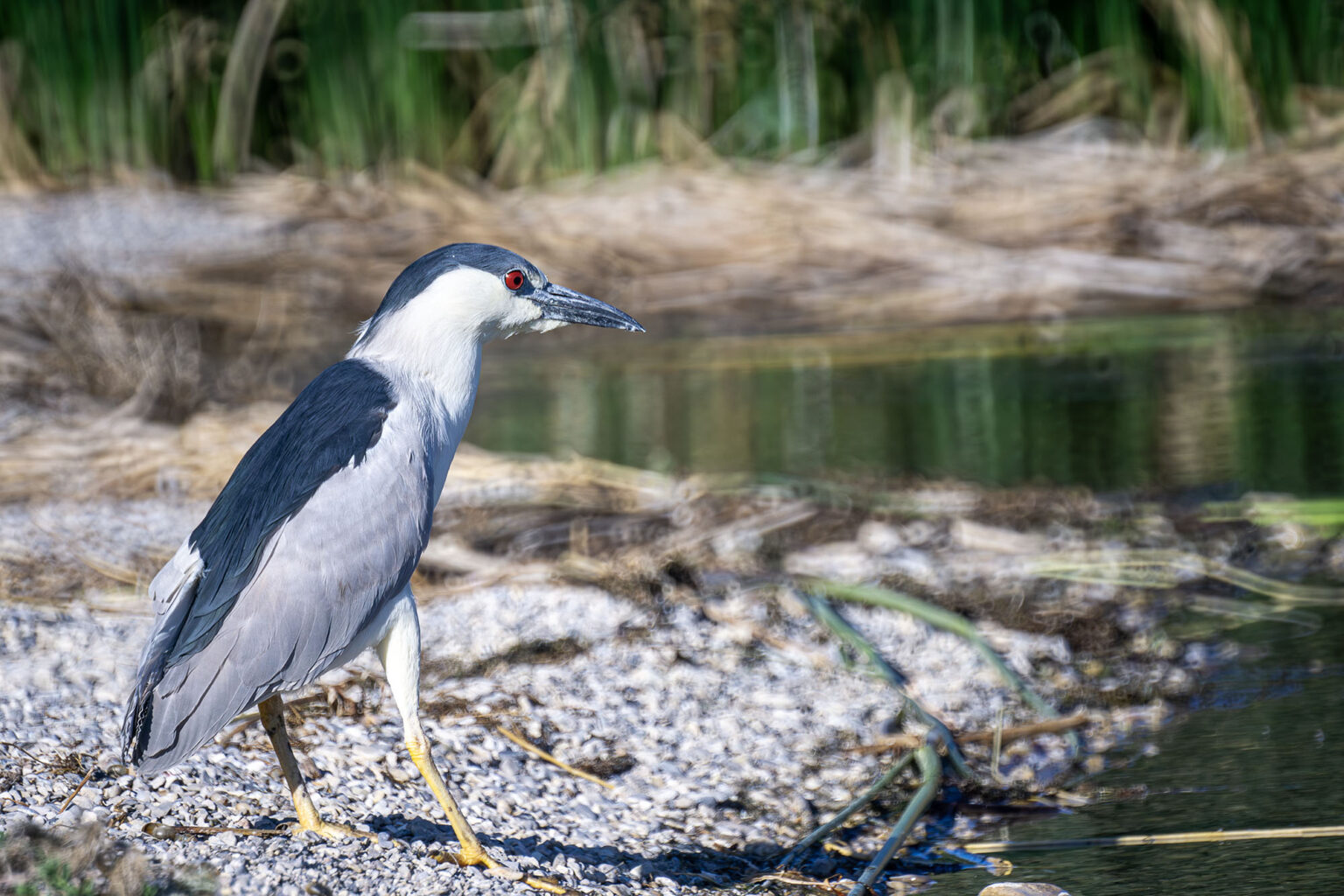 Legacy Lens Review: Minolta AF Reflex 500mm f8 - The Noisy Shutter
